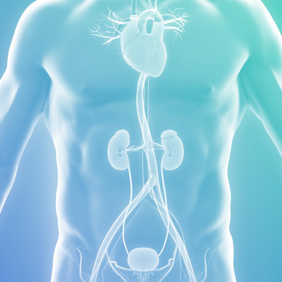 Bauchschlagader | Vorsorge | Ihre-Radiologen.de